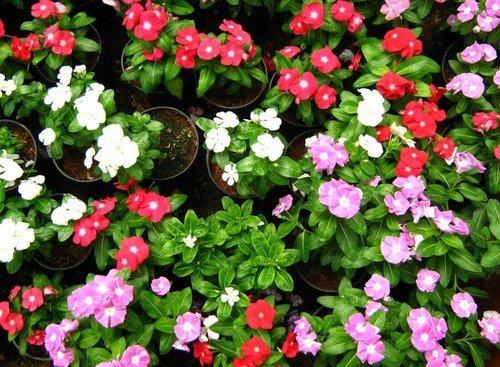 HEALTH & BEAUTY BENEFITS OF NITHYA KALYANI - Naattu Marundhu Kadai Avinashi