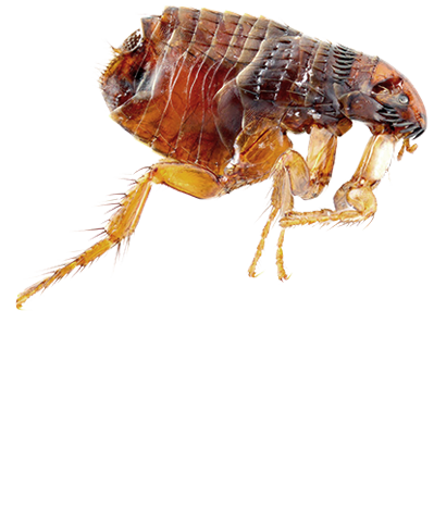 COSAS PARA PhotoScape: IMÁGENES PARA PHOTOSCAPE, PHOTOSHOP Y GIMP DE ...