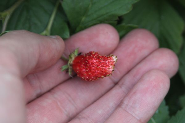 Mudflower: Strawberry x Raspberry intergeneric hybrid berry taste