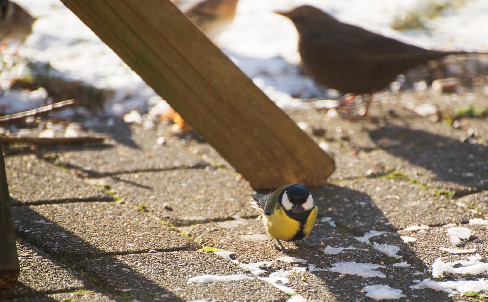Mit grønne univers: Fugle i haven - musvit