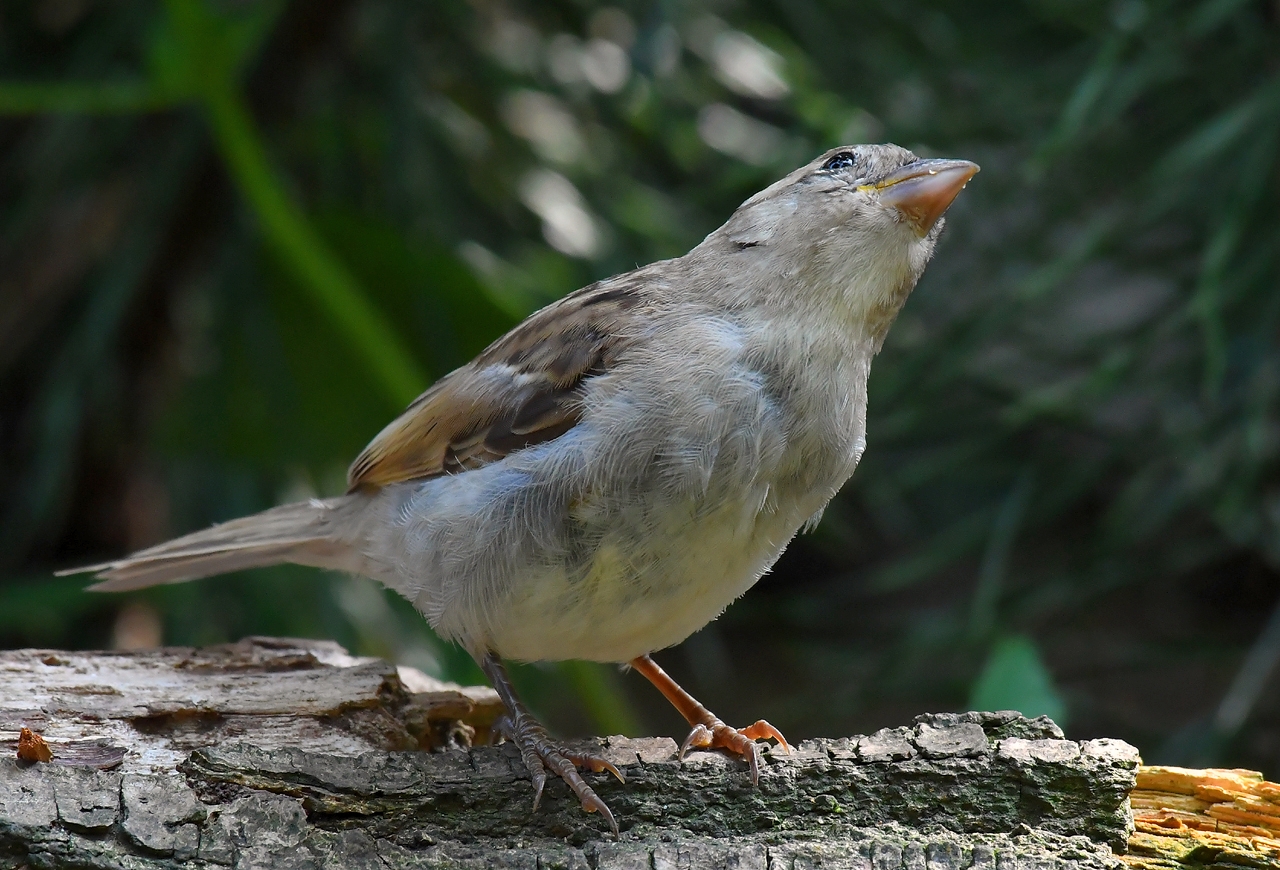 Jozef van der Heijden - Natuurfotografie: De Huismus (Passer domesticus)