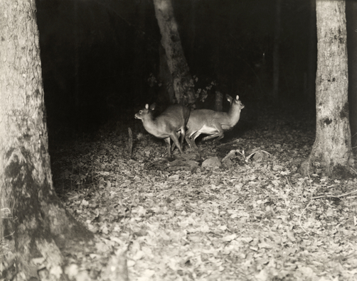 squattocracy: George Shiras