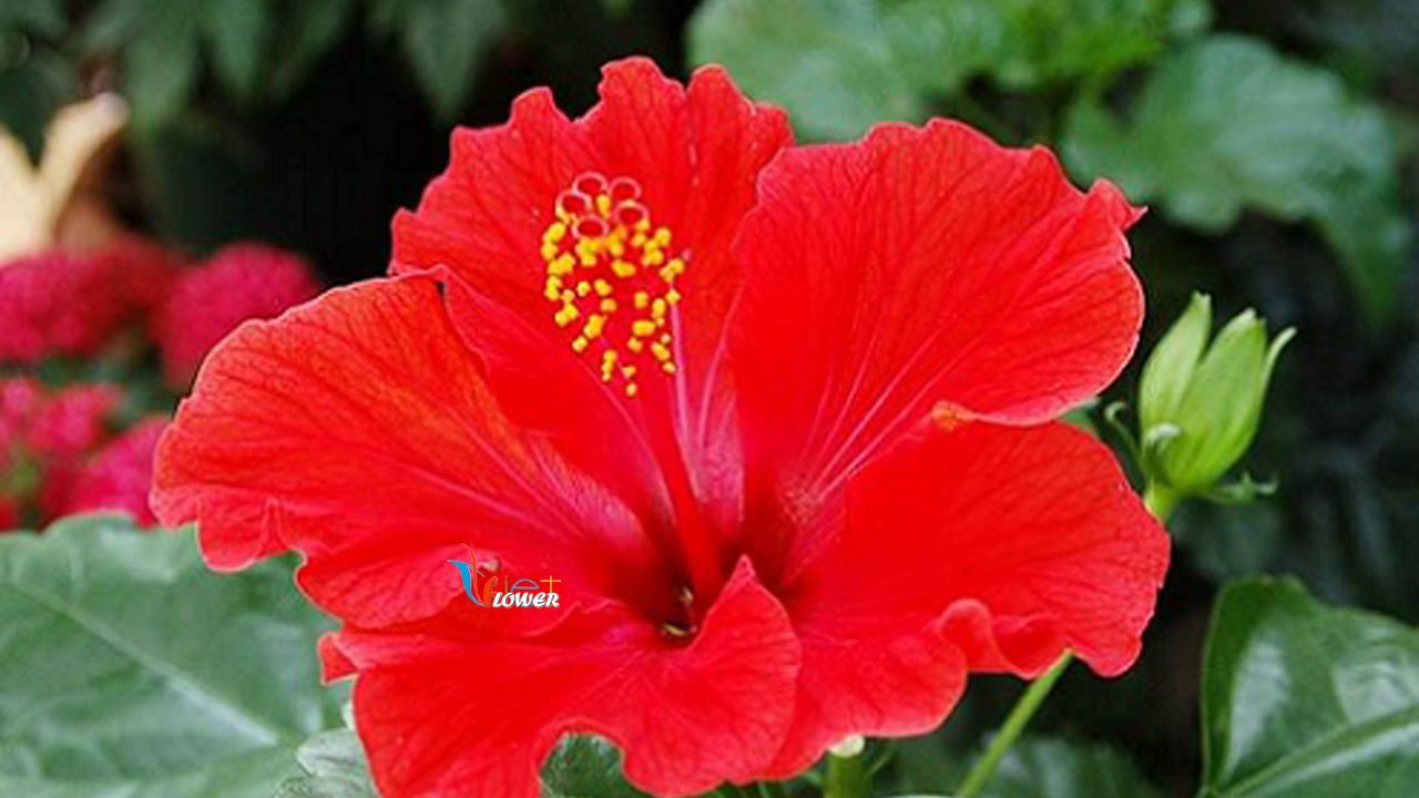 Ý nghĩa hoa Dâm bụt - Hibiscus