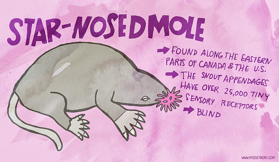 Eastern Starnosed Moles The Natural History Log