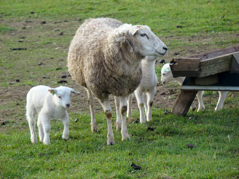 #TEXELPICS: Texel sheep & lamb
