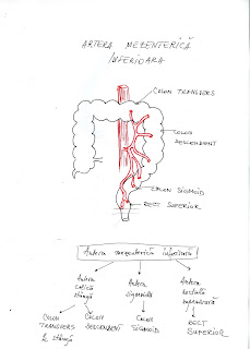 SCOALA DE ANATOMIE