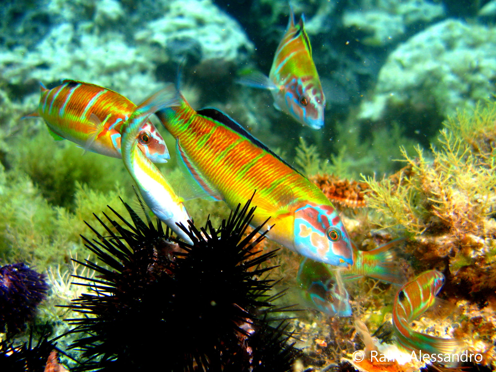 Necton e Plancton: Pesci: Donzella