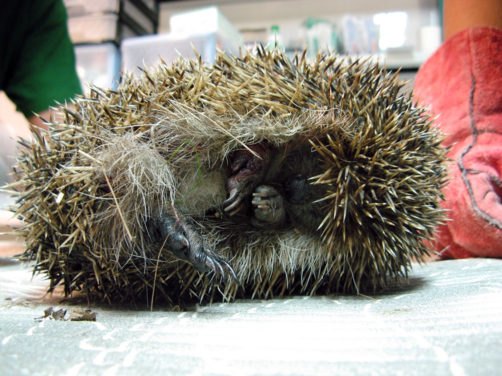 Espécie do mês de Junho: Ouriço-cacheiro