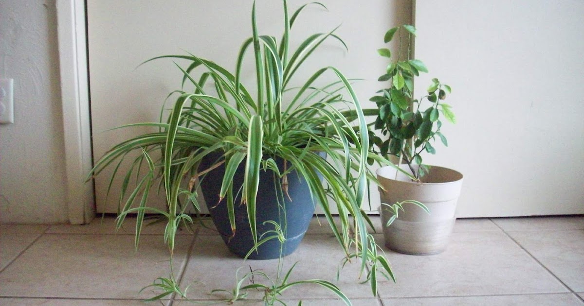 Pots of Luv: Lemon Tree