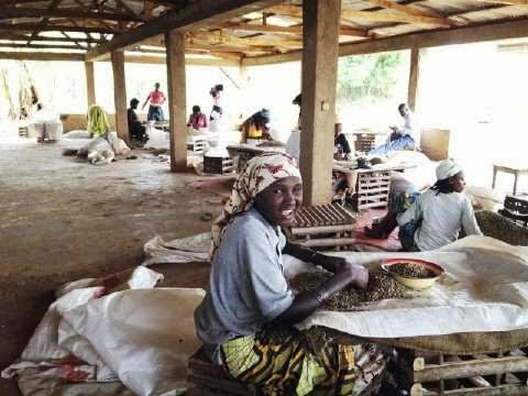 Coffee Club: US roaster is helping make Cameroon coffee beans magic