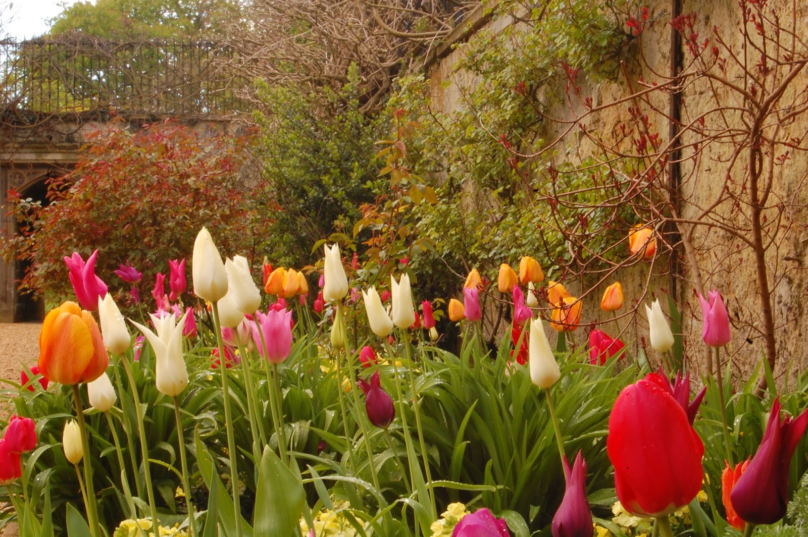 Worcester College Gardeners 2009-2018: The Triumph Of This Year's Tulip ...