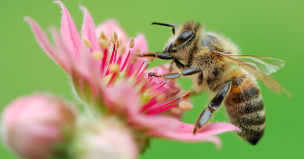 Pollination and It's Types ~ Flower Home