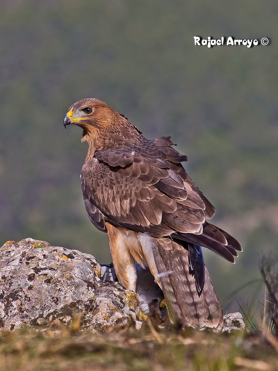 NATURALEZA EN LA COMARCA REQUENA-UTIEL. CAMPEANDO CON MI CAMARA: AGUILA ...