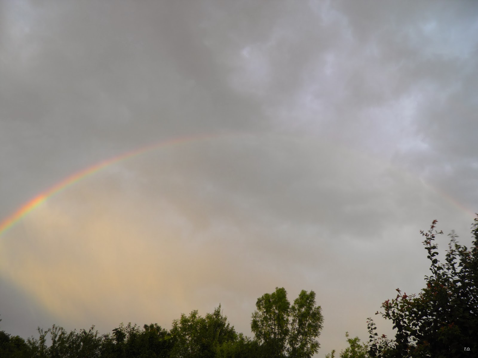 PASARI DIN ROMANIA: PRIGORIE, Merops apiaster
