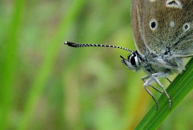 Kielten ihmeellinen maailma: Vuonna puukko ja puntari