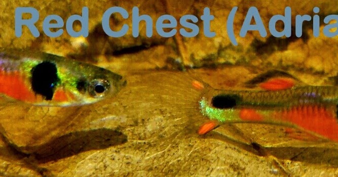 ENDLER POECILIA WINGEI Livebearers Cumana Area @endlerpoeciliawingei ...