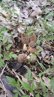 Mid Missouri Morels and Mushrooms