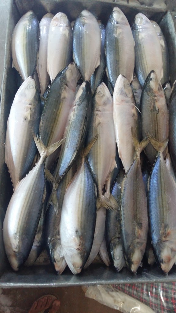 Frozen Milkfish, Buy Frozen Milkfish, Frozen Milkfish Importer ...