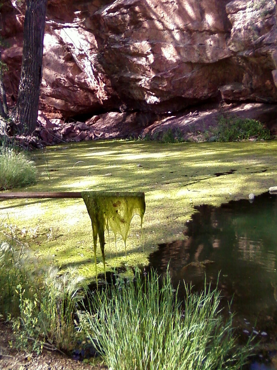 Polishing The Double Wide Turd: Redneck Pond Rakes and Piles of Algae