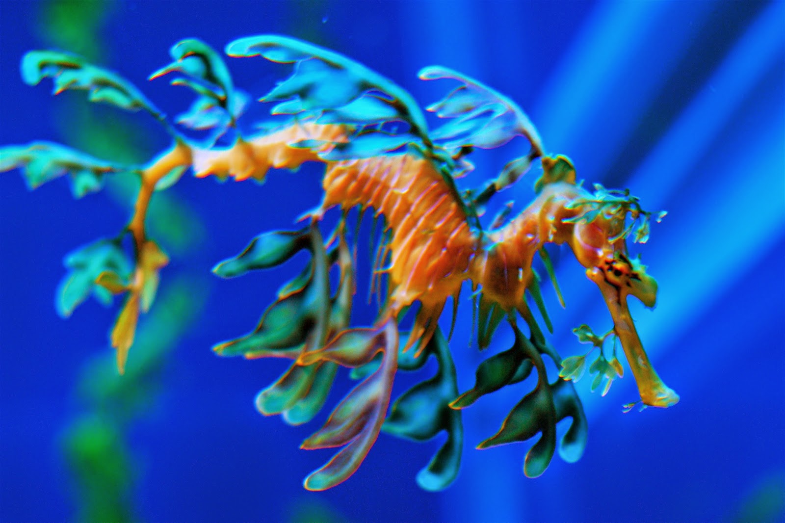 Most Beautiful Creature in the World | Mathias Sauer