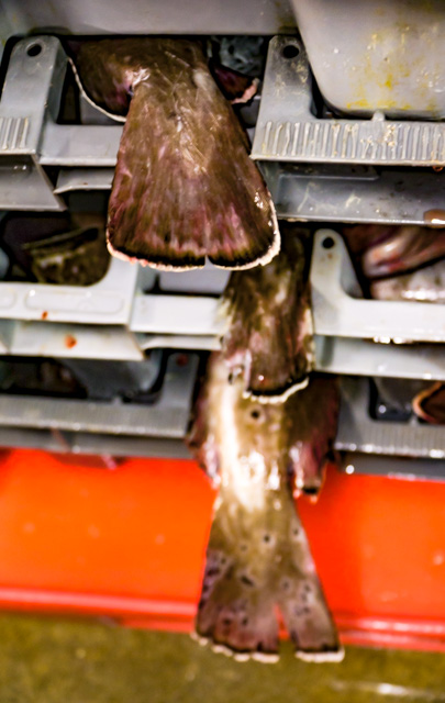 Through the Gaps! - Newlyn Fishing News: Full of the finest # ...