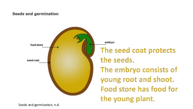 Outer structure of seed