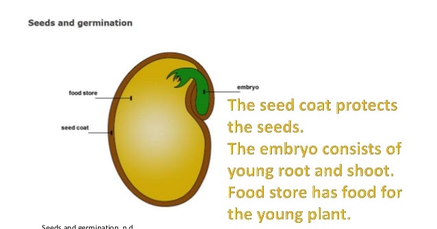 Outer structure of seed