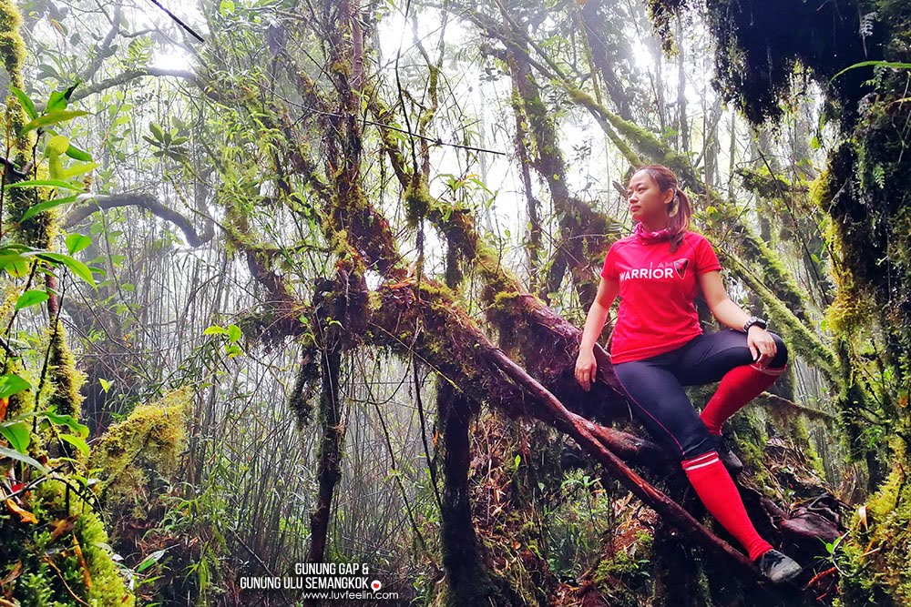 Gunung GAP＋Gunung Ulu Semangkok 福隆港苔藓森林双峰游 - 乐飞翎 ♥ LUVFEELIN
