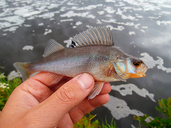 Fooling Fish: Rainbow Perch