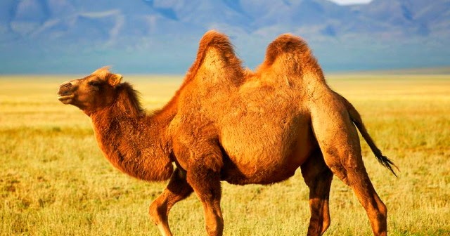 Hewan-Hewan Yang Puasa Layaknya Manusia - saung petani