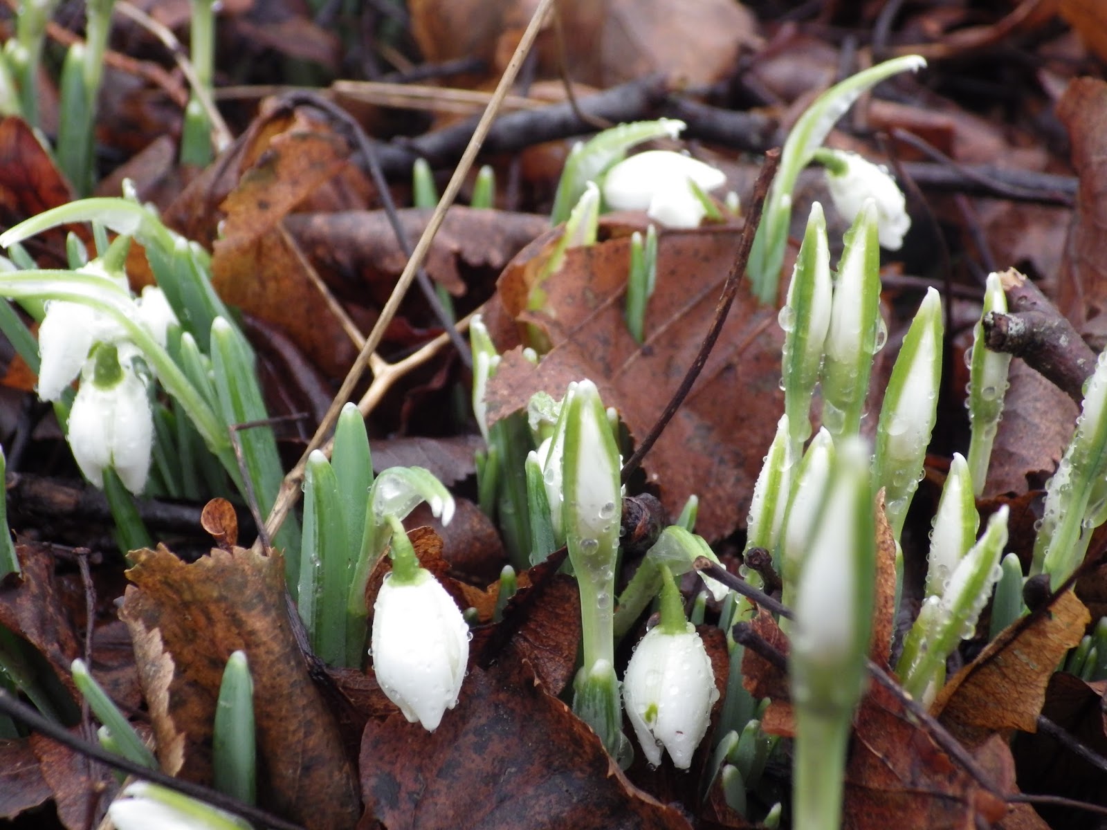 Thela aed ja kodu: Kevadet otsimas