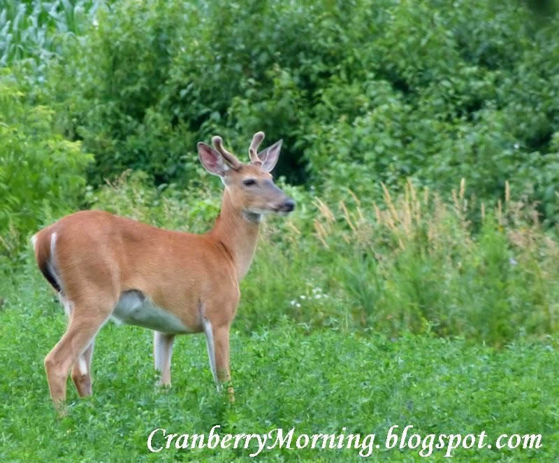 Cranberry Morning: Run, Deer, Run! Run and Hide!