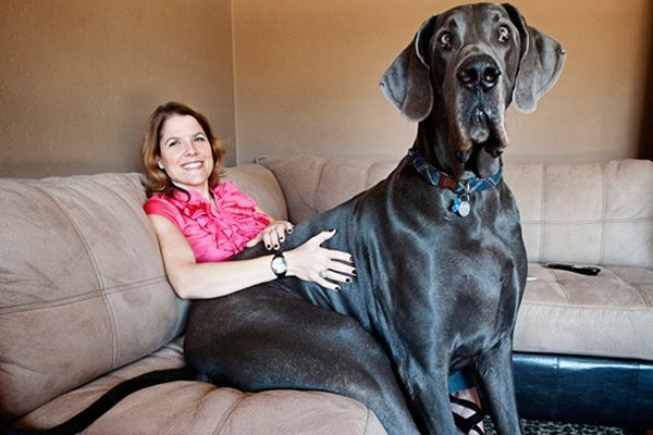 Conoce a Zeus, el perro más alto del mundo. (Mira las imágenes) - EDA ...