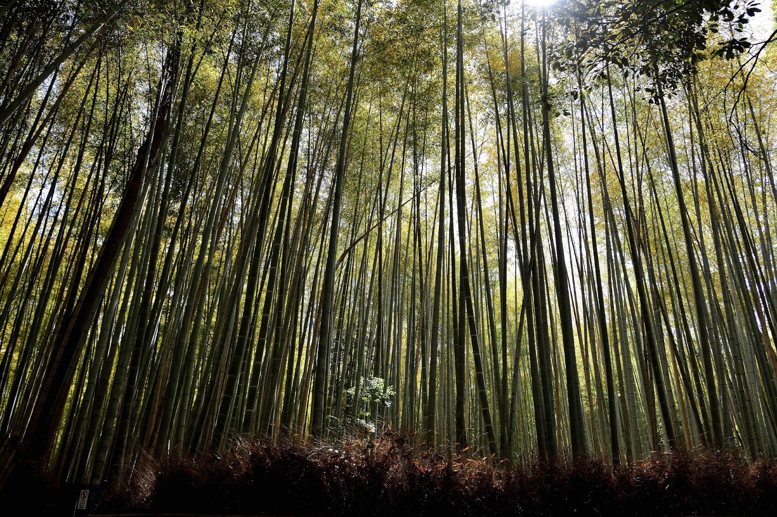 MARINA MAGRO: Giappone - Tenryu-ji temple and Bamboo forest