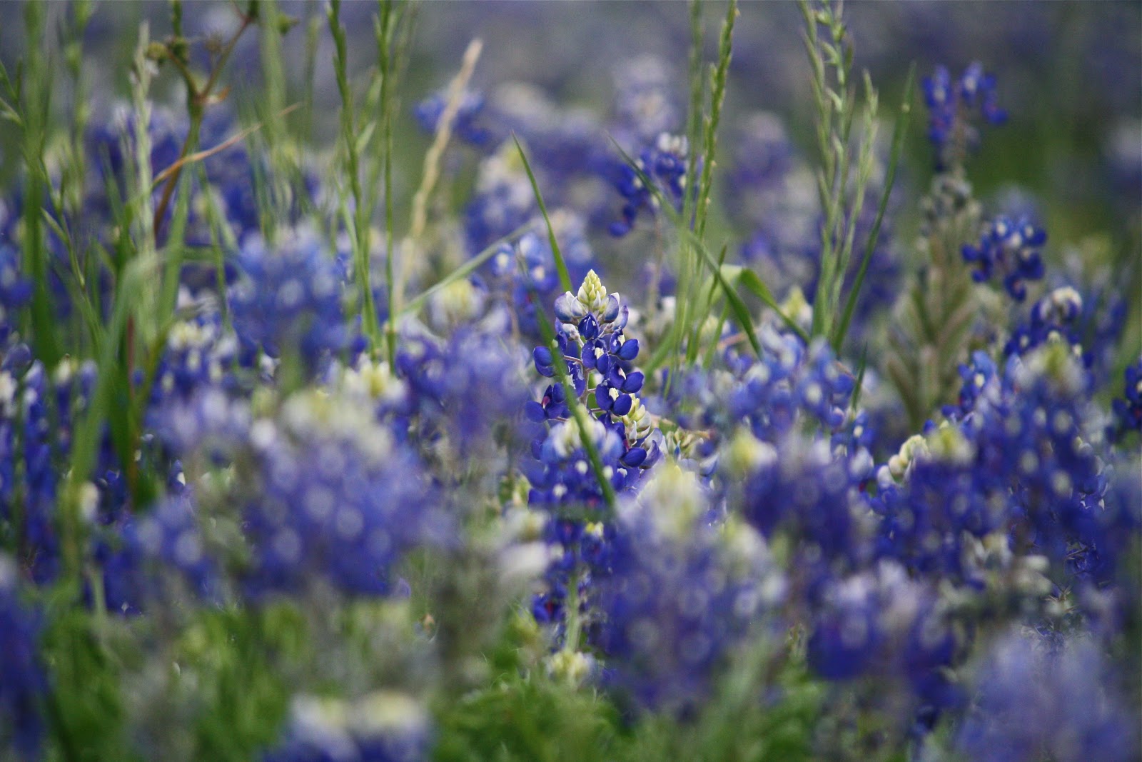 Chasing Roots: Tradition: Bluebonnets