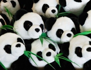 CHINA INICIA EL CENSO DE PANDAS ~ Azul Vital