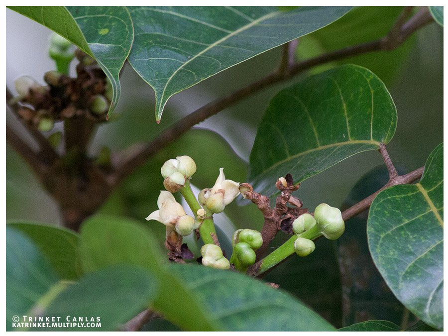breathing space: a sunday morning tree walk
