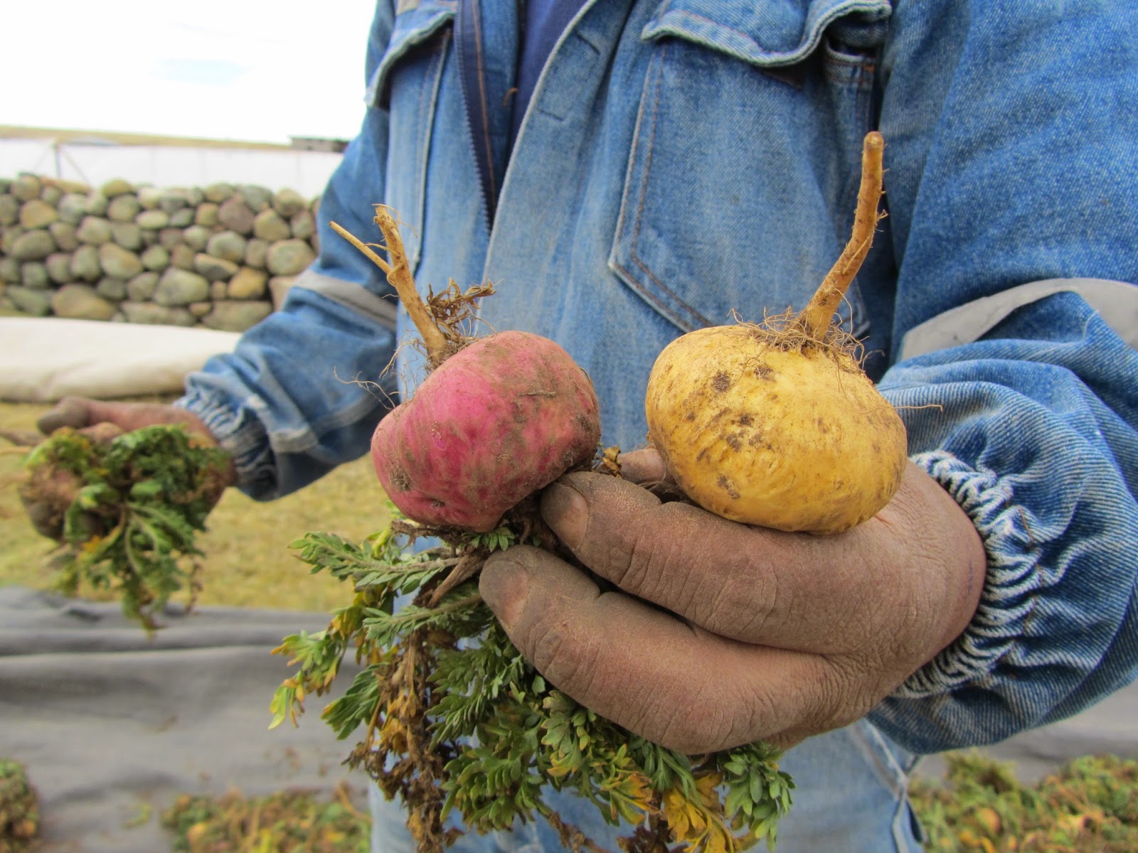 From Staples to Superfoods: Harvesting Maca in Junín, Perú