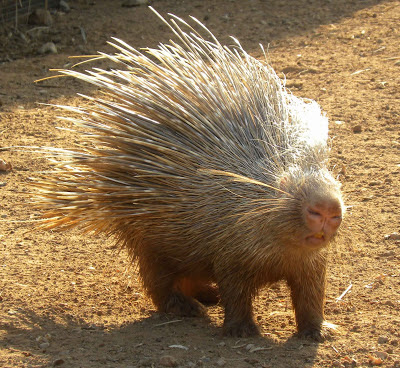 Faune/Flore Afrique de l'Est: Porc-épic à crête