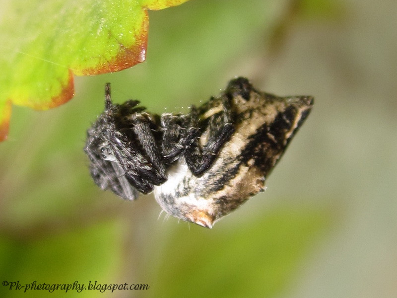 Tent Web Spider-Cyrtophora citricola | Nature, Cultural, and Travel ...