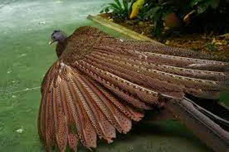 Kuau Raja, Burung dengan Sayap Bintik-Bintik Besar Mirip Mata | Ragam ...