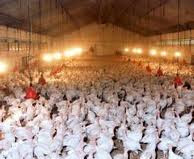 infoagro.ro: CRESTEREA CURCANILOR