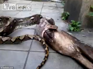 Creativity: Video ..Snake "Python" vomit full dog in front of ...