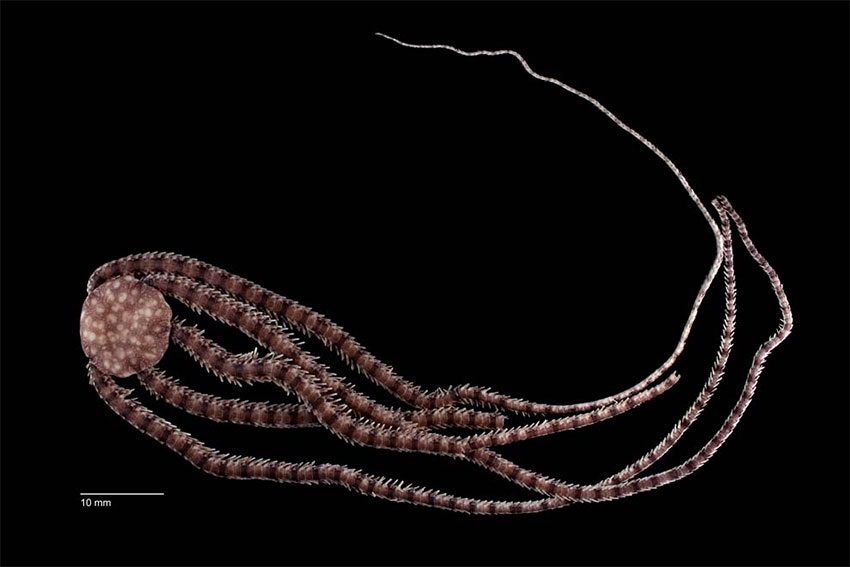 Species New to Science: [Invertebrate • 2019] Ophionereis commutabilis ...