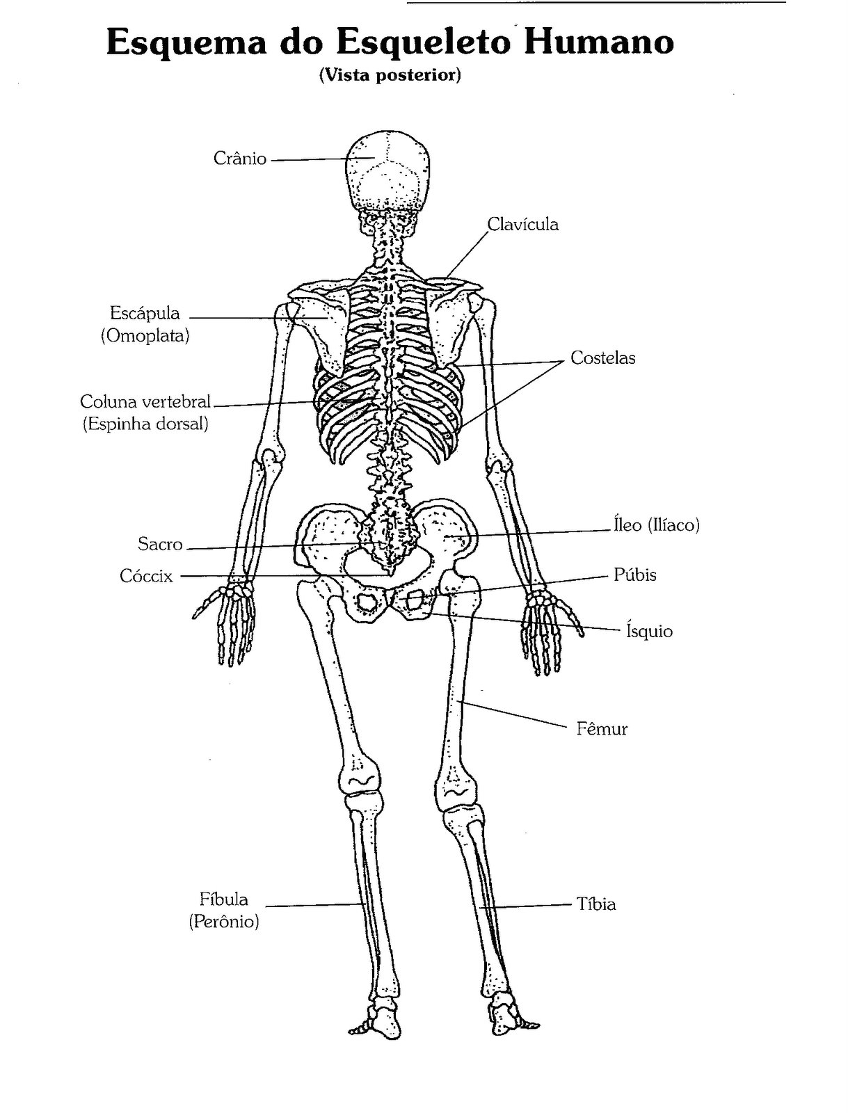 Atlas Do Corpo Humano Desenhos E Imagens Dos Sistemas Músculos Esqueleto Humano Etc