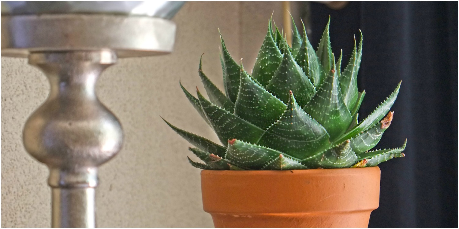 Alles over vetplanten (succulenten) in je interieur. (Interieur ideeën ...