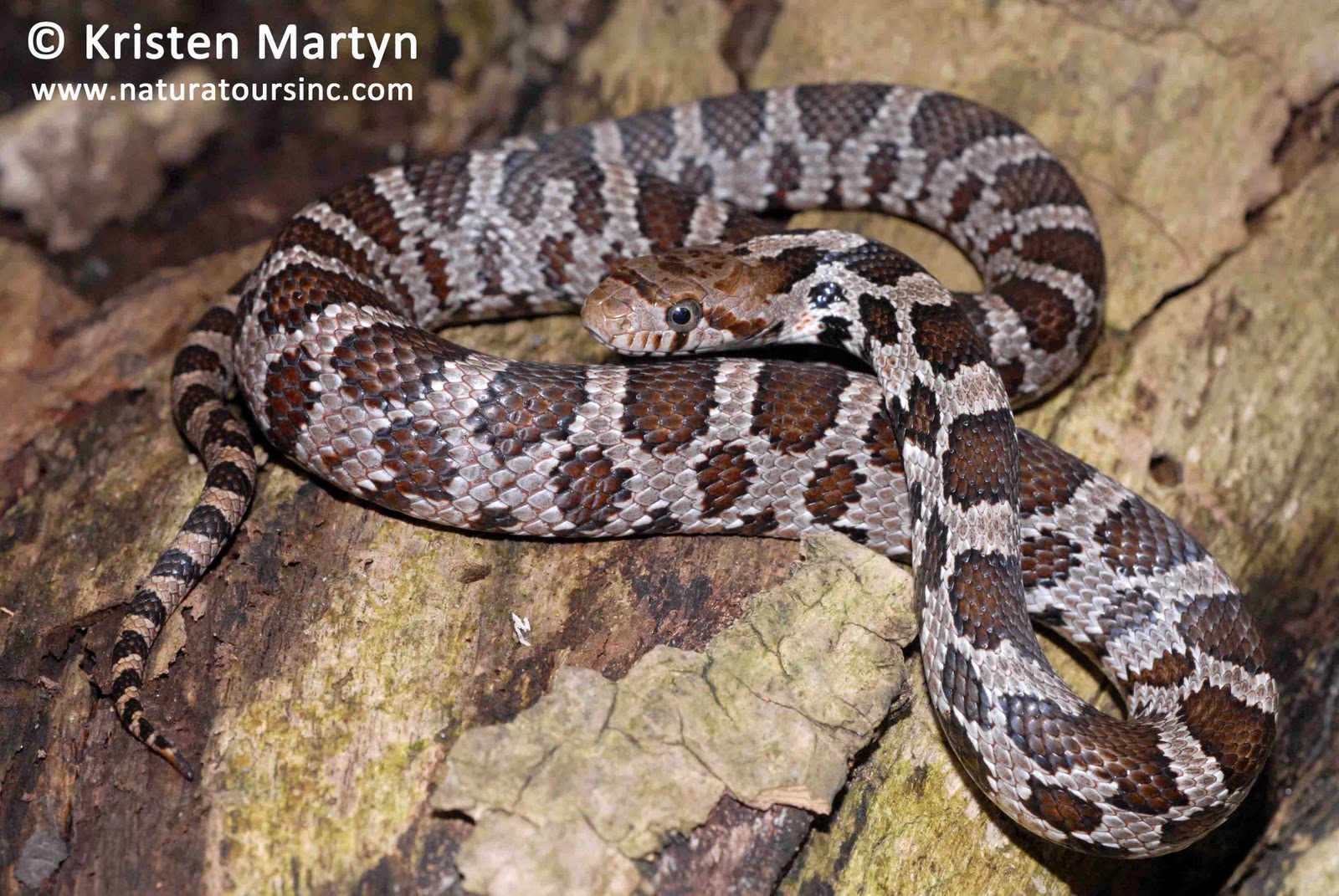 SAR Snakes - Nature Notes Blog