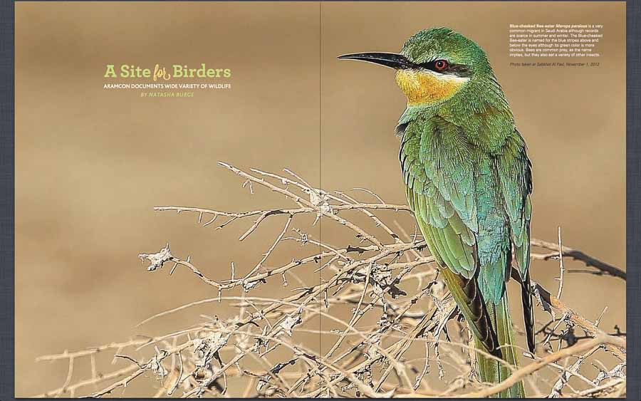 Birds of Saudi Arabia: Birding Article in Saudi Aramco International ...