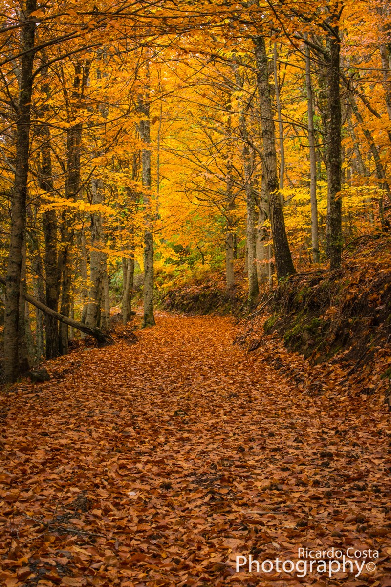 RicardoCosta © Nature & Landscape Photography: Outono