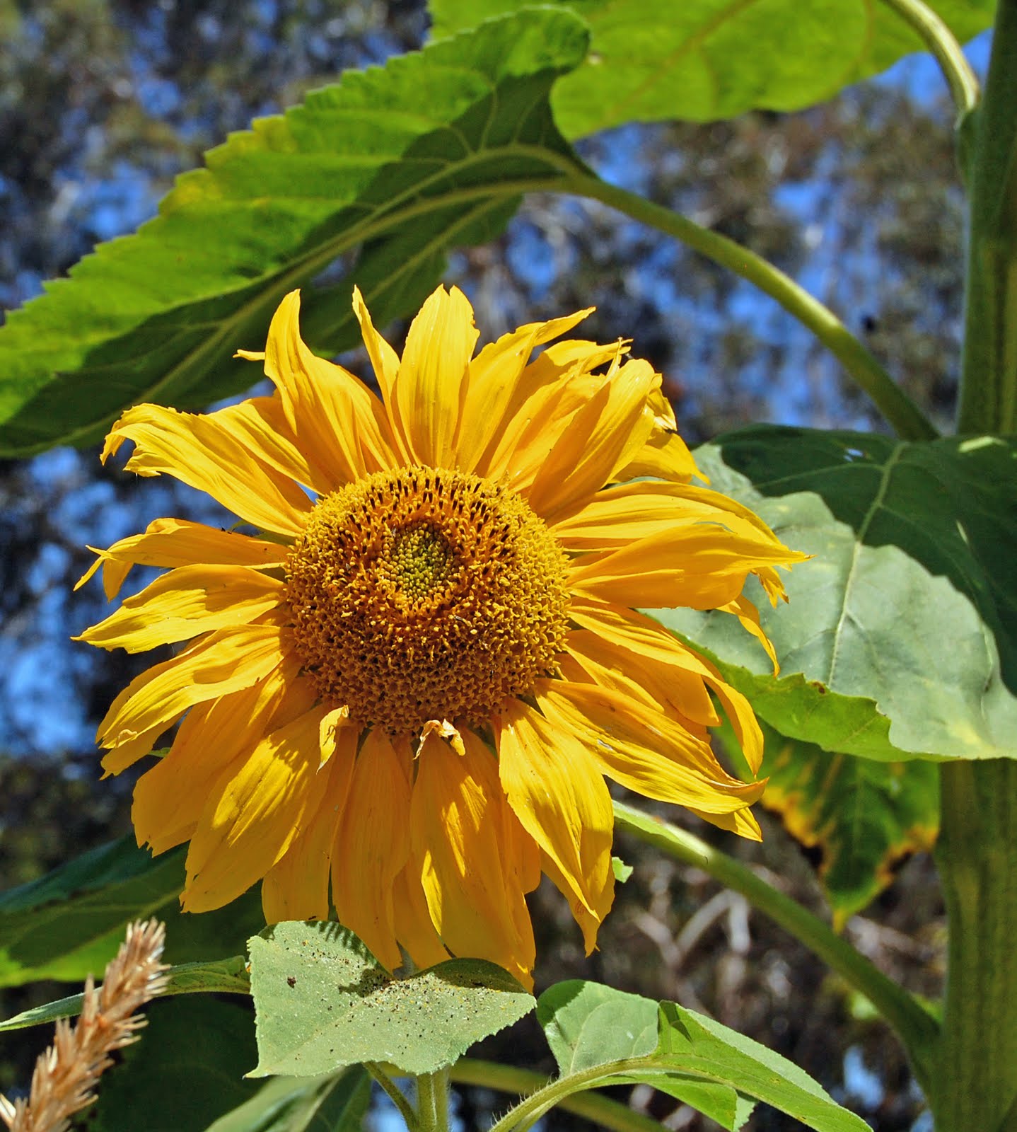 My Painted Garden: Painting Fall Sunflowers